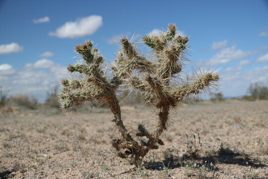 "Jumping Cactus" Images – Browse 1,376 Stock Photos, Vectors, and Video ...