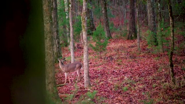 Imagens de Lopsided – Explore Fotografias do Stock, Vetores e Vídeos de ...