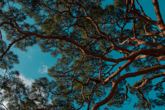 Finetree Images – Browse 7 Stock Photos, Vectors, and Video | Adobe Stock