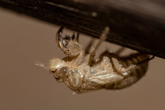 Cicala Bilder – Durchsuchen 1,020 Archivfotos, Vektorgrafiken und ...