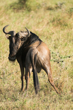 「Gnus」の画像 - 2,515 件の Stock 写真、ベクターおよびビデオ | Adobe Stock