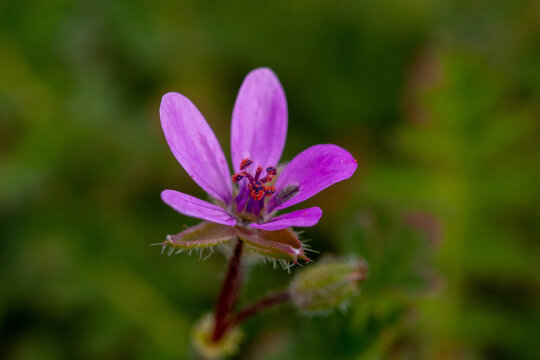 รูปภาพPinwing – เลือกดูภาพถ่ายสต็อก เวกเตอร์ และวิดีโอ192 | Adobe Stock