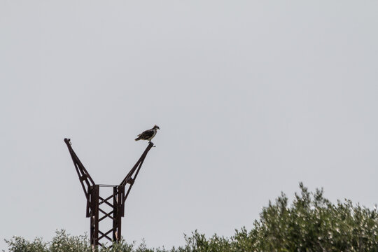 Mastgans Bilder – Durchsuchen 482 Archivfotos, Vektorgrafiken und ...