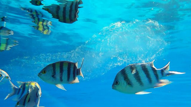 Obrázky Pyrosomida – procházejte fotografie, vektory a videa 66 | Adobe ...