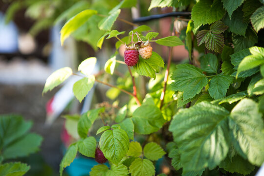 「Himbeer-Strauch」の画像 - 269 件の Stock 写真、ベクターおよびビデオ | Adobe Stock
