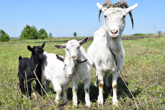 "Baby Goats" Images – Browse 354 Stock Photos, Vectors, and Video ...