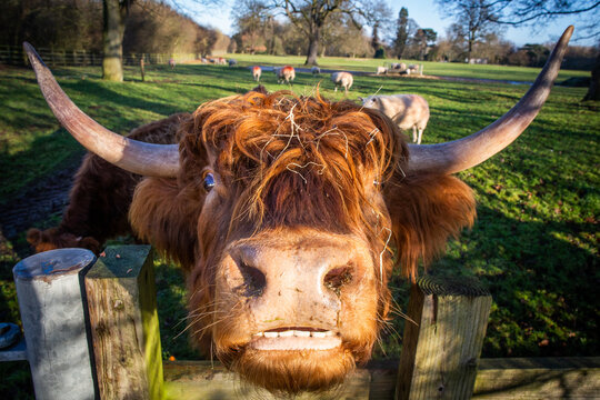 รูปภาพ"Scottish Cattle" – เลือกดูภาพถ่ายสต็อก เวกเตอร์ และวิดีโอ358 ...