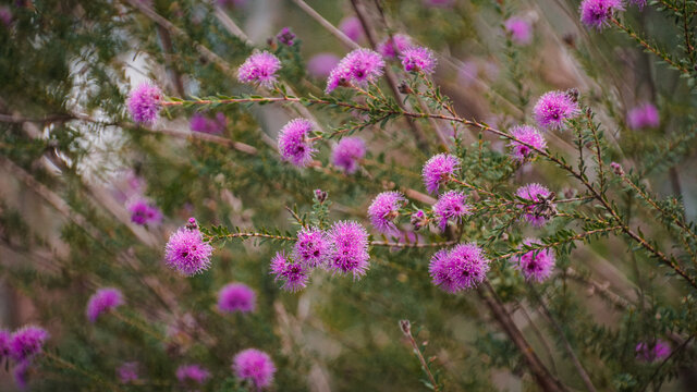 รูปภาพHoney-Myrtle – เลือกดูภาพถ่ายสต็อก เวกเตอร์ และวิดีโอ16 | Adobe Stock