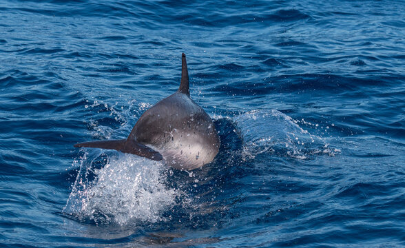 รูปภาพDelphin – เลือกดูภาพถ่ายสต็อก เวกเตอร์ และวิดีโอ2,076 | Adobe Stock