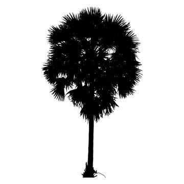 Sugar Palm Tree