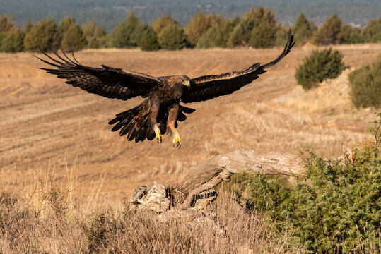 Aquila bilder – Bläddra bland 20,572 stockfoton, vektorer och videor ...