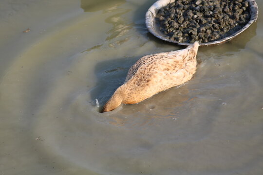 รูปภาพTrematodes – เลือกดูภาพถ่ายสต็อก เวกเตอร์ และวิดีโอ501 | Adobe Stock