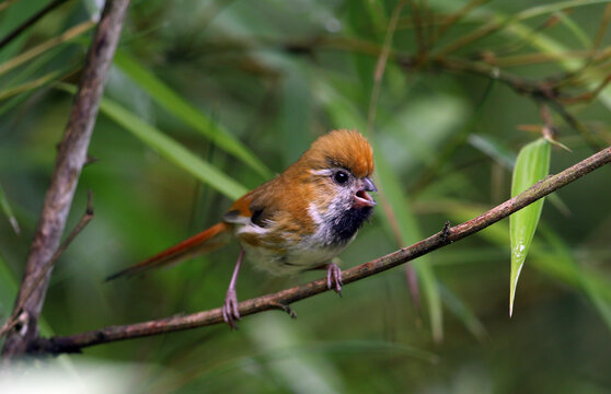 Parrotbill Imagens – Procure 499 fotos, vetores e vídeos | Adobe Stock