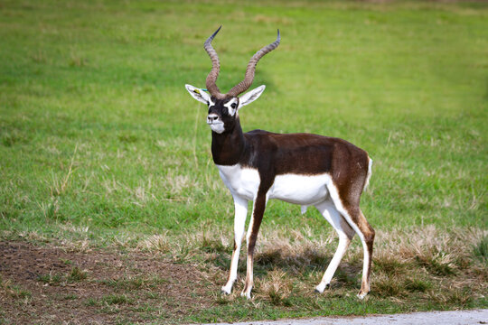 "Black Buck" Bilder – Durchsuchen 6,849 Archivfotos, Vektorgrafiken und ...