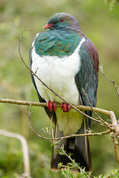 รูปภาพKereru – เลือกดูภาพถ่ายสต็อก เวกเตอร์ และวิดีโอ308 | Adobe Stock