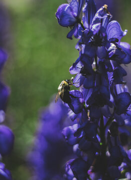 Dasselfliege Bilder – Durchsuchen 582 Archivfotos, Vektorgrafiken und ...