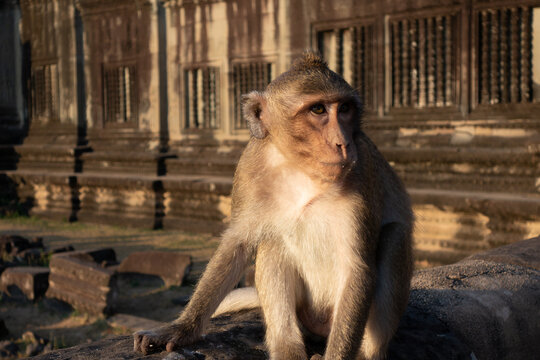 Javaneraffen Bilder – Durchsuchen 657 Archivfotos, Vektorgrafiken und ...
