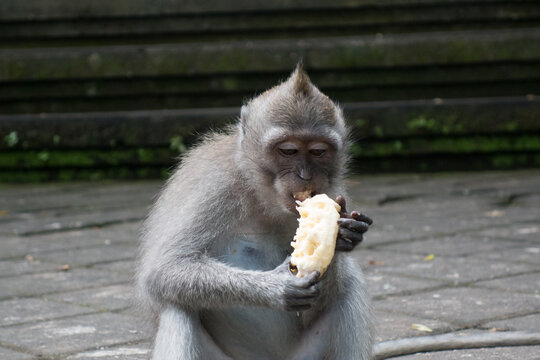 Javaneraffen Bilder – Durchsuchen 657 Archivfotos, Vektorgrafiken und ...