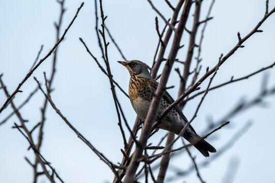 รูปภาพDrossel – เลือกดูภาพถ่ายสต็อก เวกเตอร์ และวิดีโอ4,907 | Adobe Stock