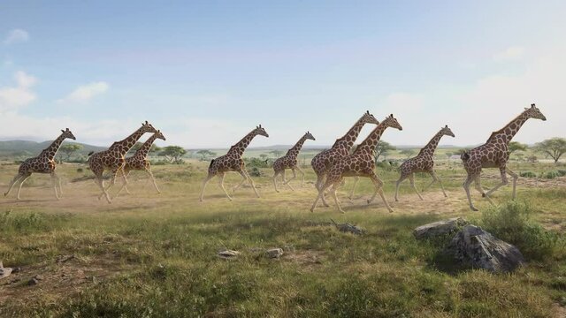 Giraffe Herd Running