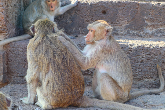 Flohstich Bilder – Durchsuchen 370 Archivfotos, Vektorgrafiken und ...