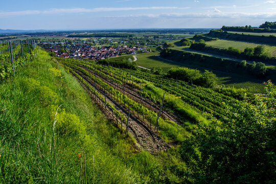 Ihringen bilder – Bläddra bland 248 stockfoton, vektorer och videor ...