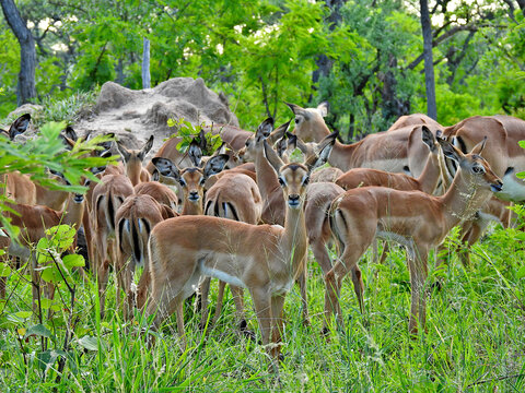 "Herd Of Impala" Images – Browse 44 Stock Photos, Vectors, and Video ...