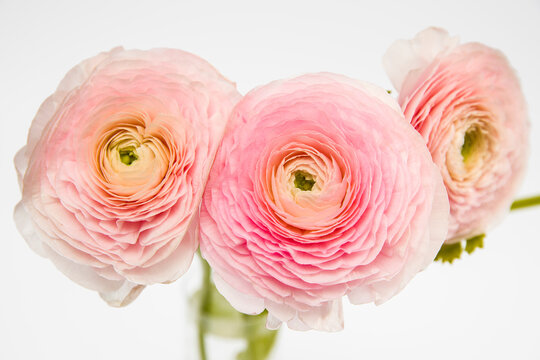 รูปภาพMagnoliopsida – เลือกดูภาพถ่ายสต็อก เวกเตอร์ และวิดีโอ9,914 ...