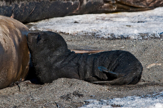 Mirunga Images – Browse 10 Stock Photos, Vectors, and Video | Adobe Stock