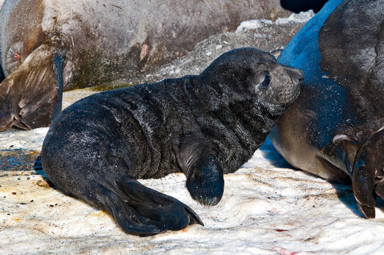 Mirunga Images – Browse 10 Stock Photos, Vectors, and Video | Adobe Stock