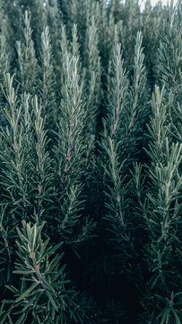 Imágenes de Malesa: descubre bancos de fotos, ilustraciones, vectores y ...