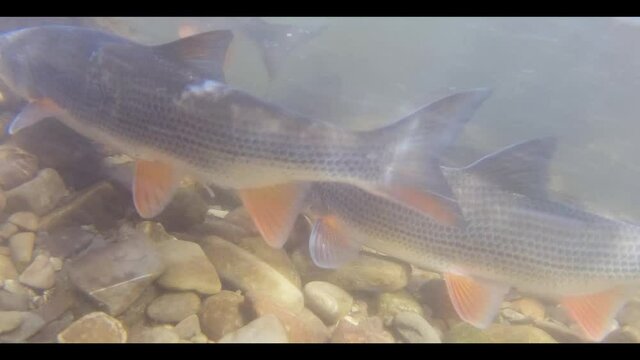 Nasus Images – Browse 2,146 Stock Photos, Vectors, and Video | Adobe Stock