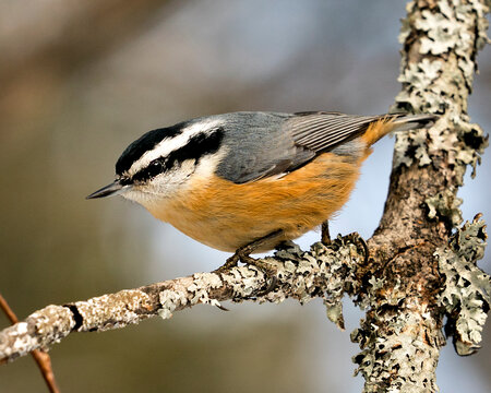 Red Breasted Nuthatch