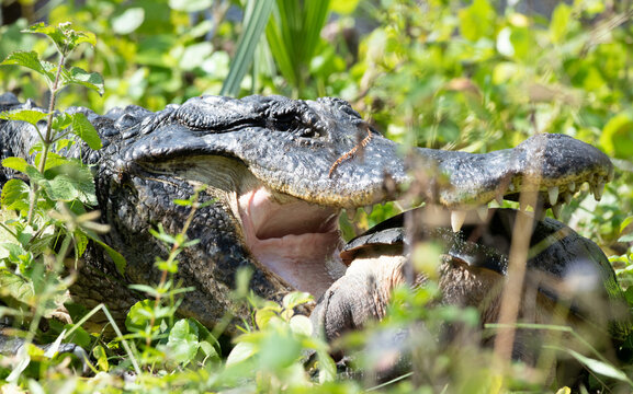 Alligator Eating Turtle
