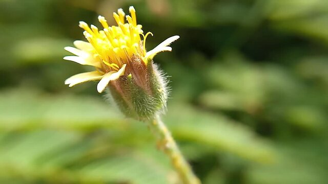 Melaleuca Images – Browse 3,125 Stock Photos, Vectors, and Video ...