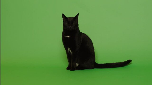 Cat Stage Images – Browse 3,656 Stock Photos, Vectors, and Video ...