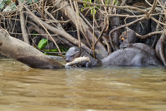 Mustelidae Imagens – Procure 8,122 fotos, vetores e vídeos | Adobe Stock