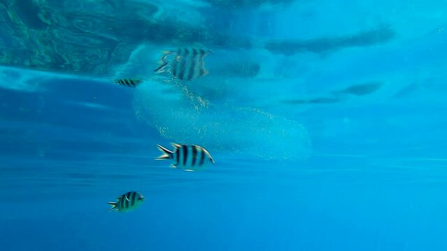 Pyrosomida Bilder – Durchsuchen 58 Archivfotos, Vektorgrafiken und ...