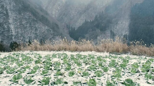 "Cabbage Patch" Images – Browse 326 Stock Photos, Vectors, and Video ...