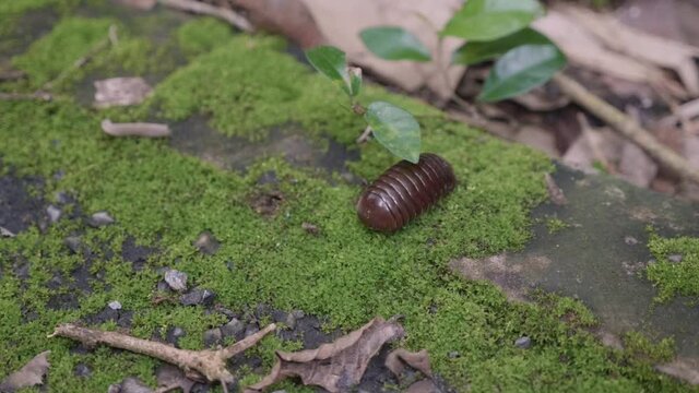 Giant Pill Bug Cooked