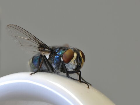 Fliy Images – Browse 76 Stock Photos, Vectors, and Video | Adobe Stock