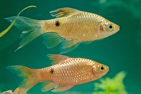 รูปภาพCyprinids – เลือกดูภาพถ่ายสต็อก เวกเตอร์ และวิดีโอ5,483 | Adobe Stock