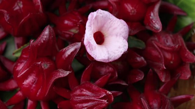 Roselle Fruits Images – Browse 8,021 Stock Photos, Vectors, and Video ...