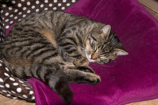 「Tigerkatze」の写真素材 | 1,171件の無料イラスト画像 | Adobe Stock