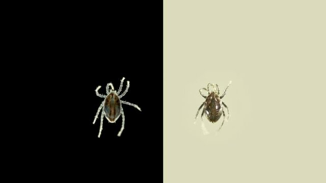 Prostigmata Bilder – Durchsuchen 235 Archivfotos, Vektorgrafiken und ...