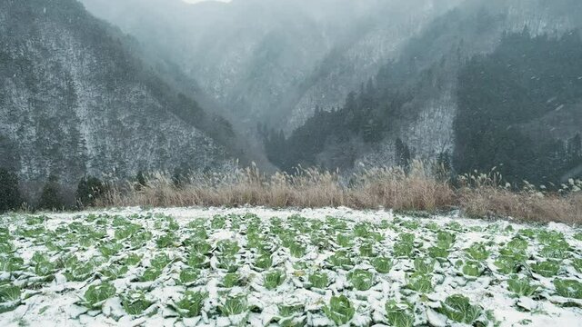 Cabbage Patch"」の写真素材 | 302件の無料イラスト画像 | Adobe Stock