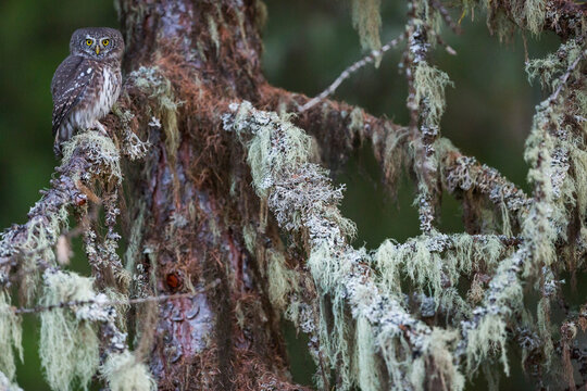รูปภาพPygmy-Owl – เลือกดูภาพถ่ายสต็อก เวกเตอร์ และวิดีโอ826 | Adobe Stock