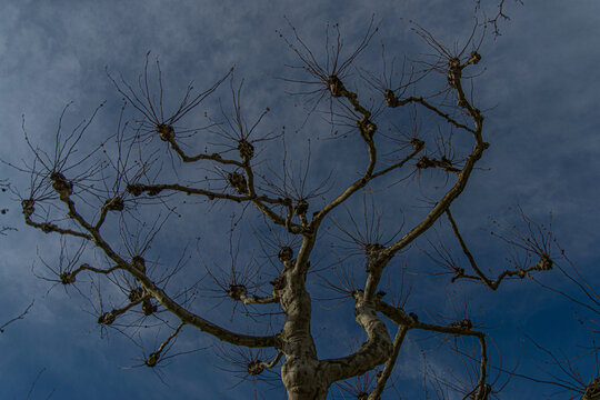 Platanen Imagens – Procure 940 fotos, vetores e vídeos | Adobe Stock