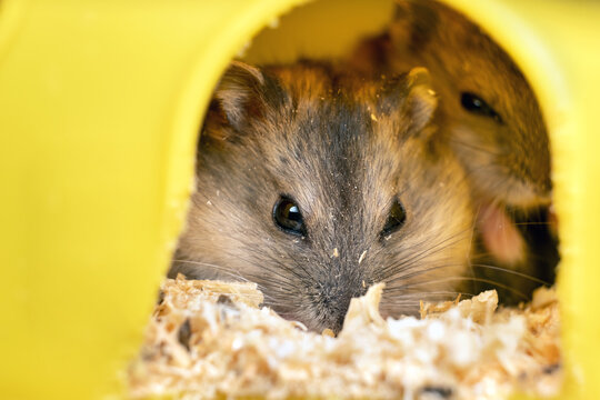 Jungar Images – Browse 686 Stock Photos, Vectors, and Video | Adobe Stock