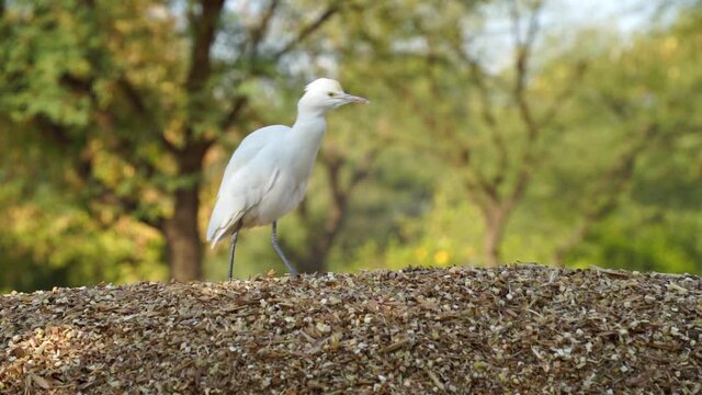 Bagula Bilder – Durchsuchen 71 Archivfotos, Vektorgrafiken und Videos ...